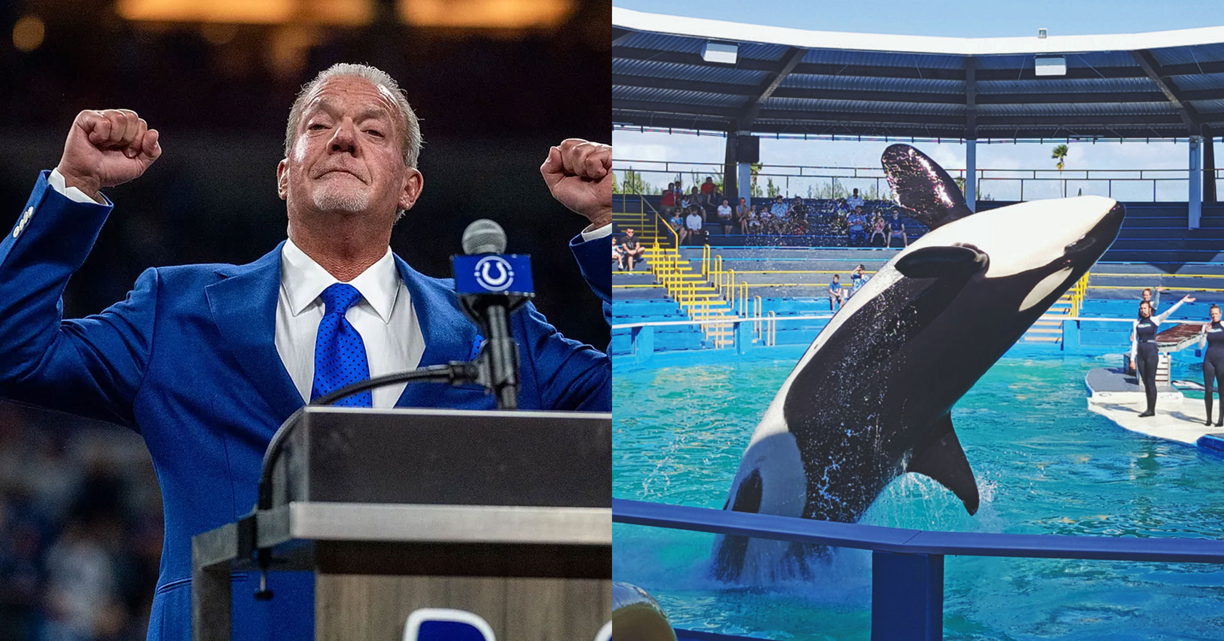 Colts Owner Jim Irsay Spending $20M To Fly Orca From Miami To Be Set Free Back In Pacific Ocean